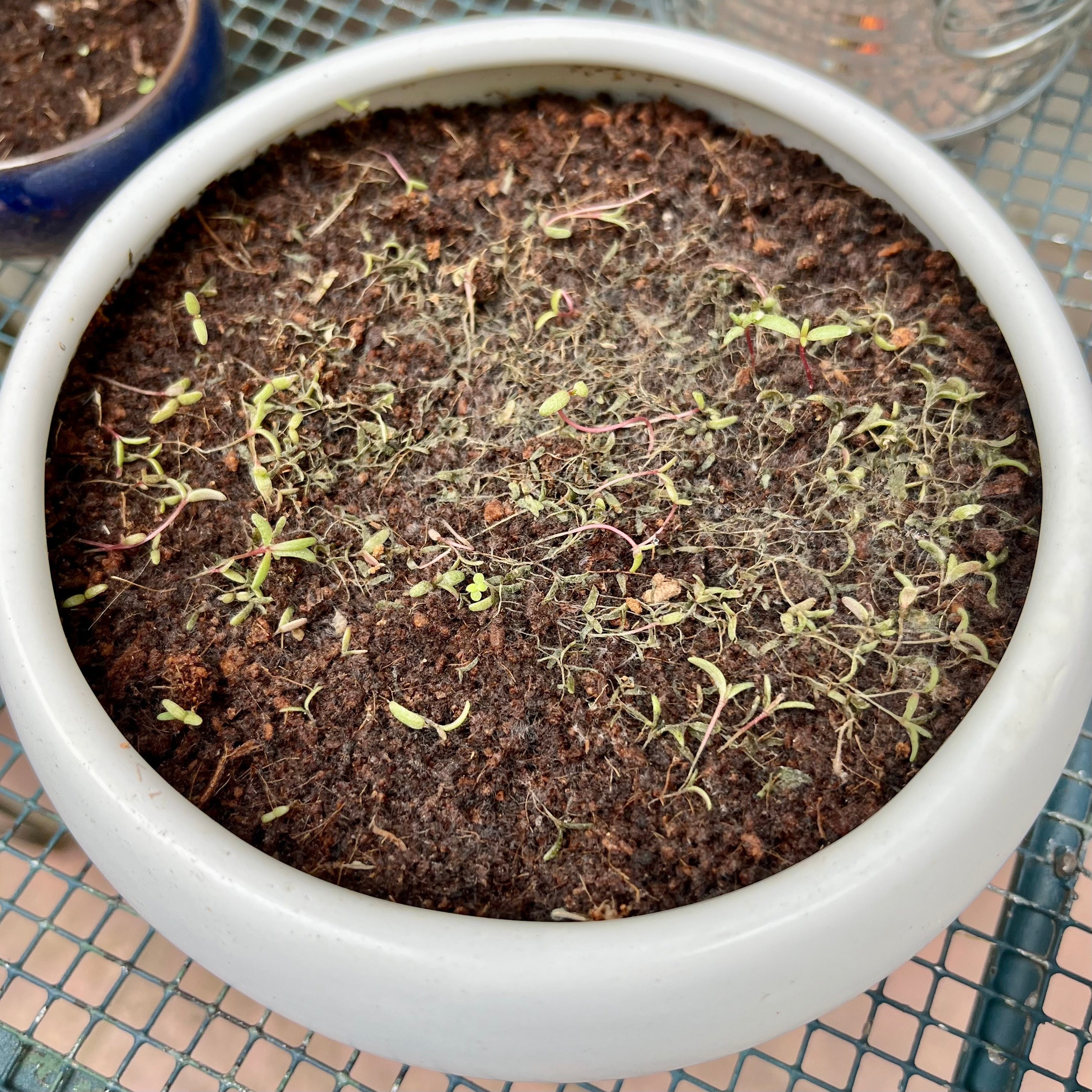 What Is Damping Off Buzzy Seeds What Is Damping Off Buzzy Seeds