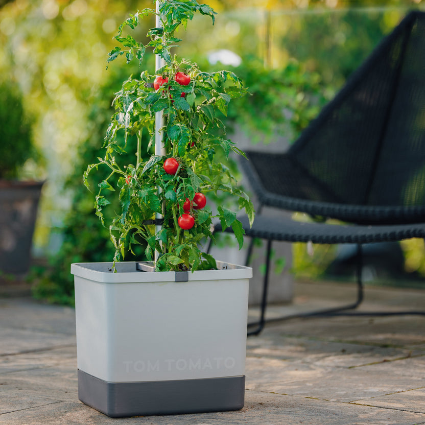 Kids Strawberry Grow Kit in Mini Galvanized Basin – Buzzy Seeds