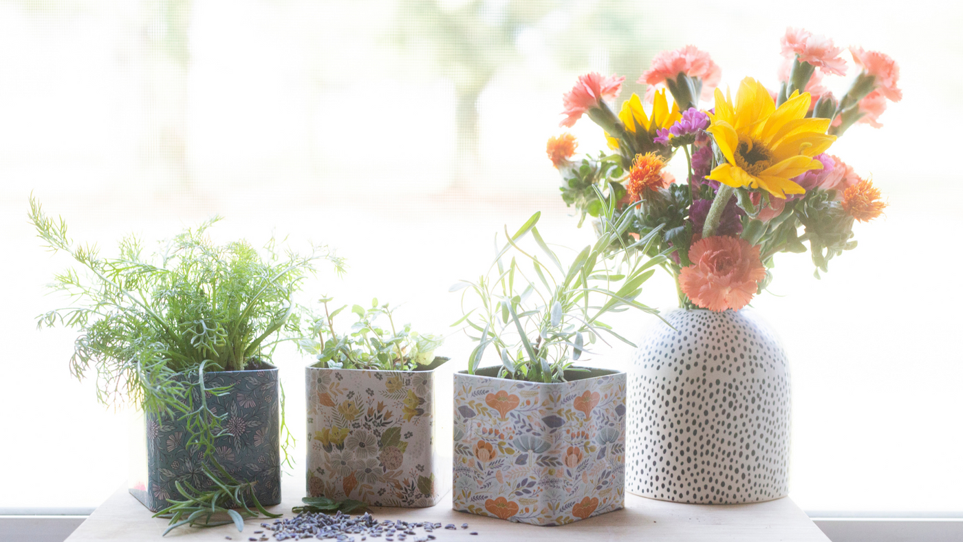 Buzzy Seeds – Seed Grow Kits For Every Occasion