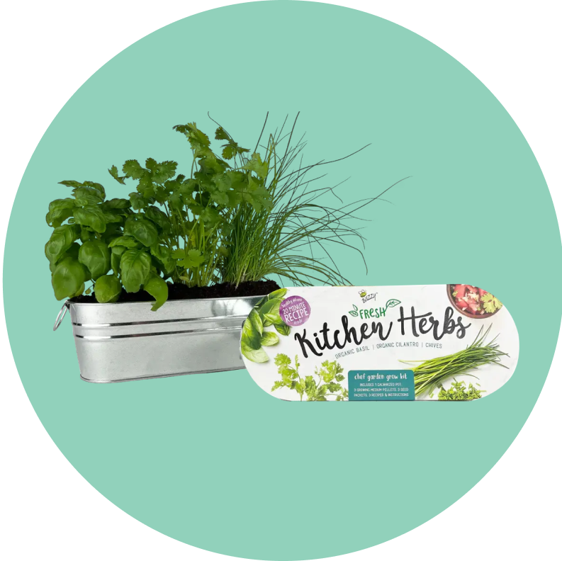 Shop All – Buzzy Seeds