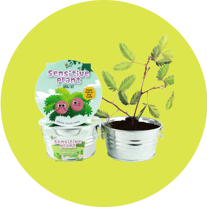 Shop All – Buzzy Seeds